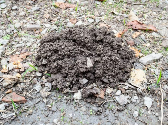 dirt mole