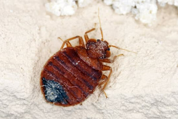 Types of bed bugs